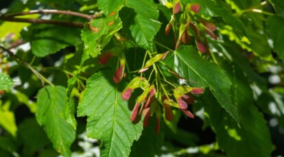 34 Plants For Your Cottage Garden