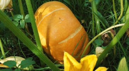 How to Plant, Grow, and Care for Kabocha Squash