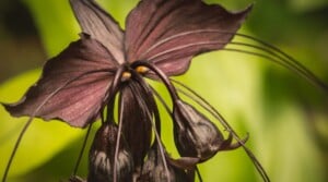 How to Plant, Grow, and Care for Bat Flower