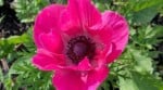 How to Plant, Grow and Care For Anemones