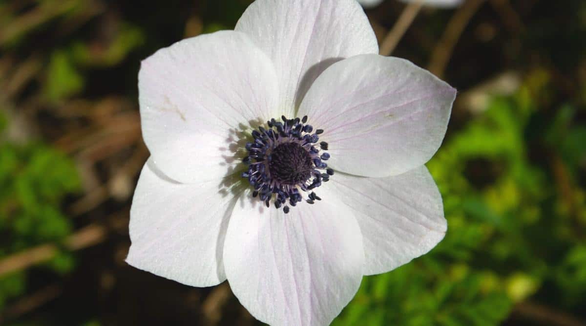 Types Of White Flowers Names
