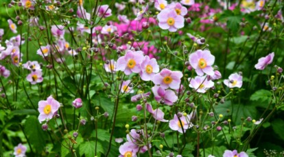 37 Fall Flowers for A Beautiful Autumn Garden