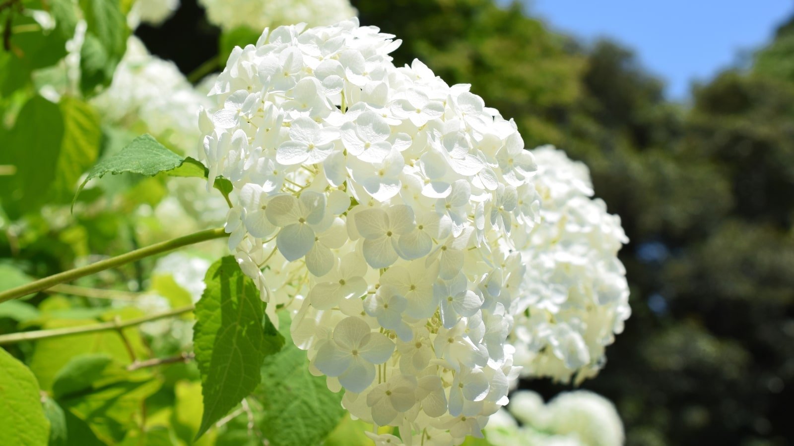 How to Plant, Grow and Care For 'Annabelle' Hydrangea