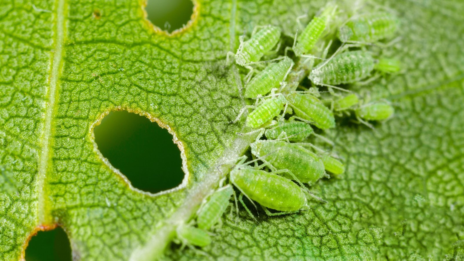 11 Types of Aphids Found in the Garden