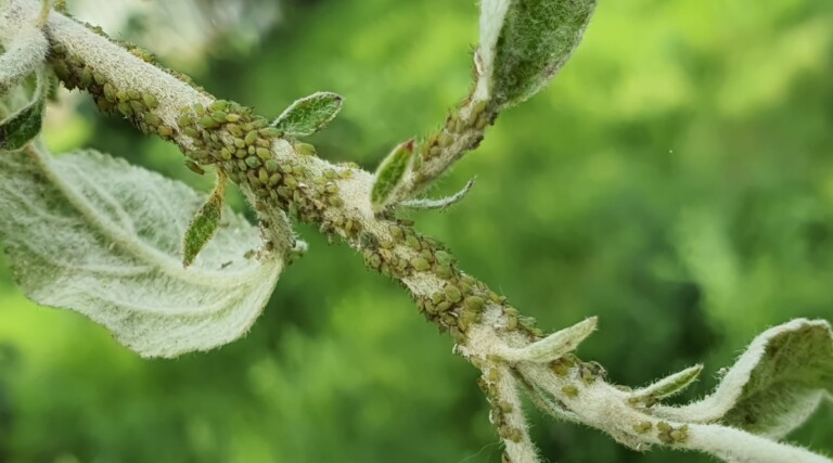 11 Types of Aphids Found in the Garden