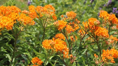 31 Nectar-Rich Flowers for Pollinators