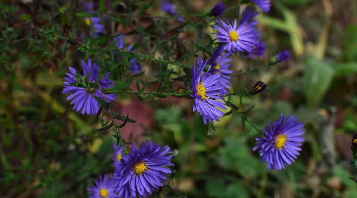 Aster Varieties: 25 Types of Aster Flowers For Your Garden