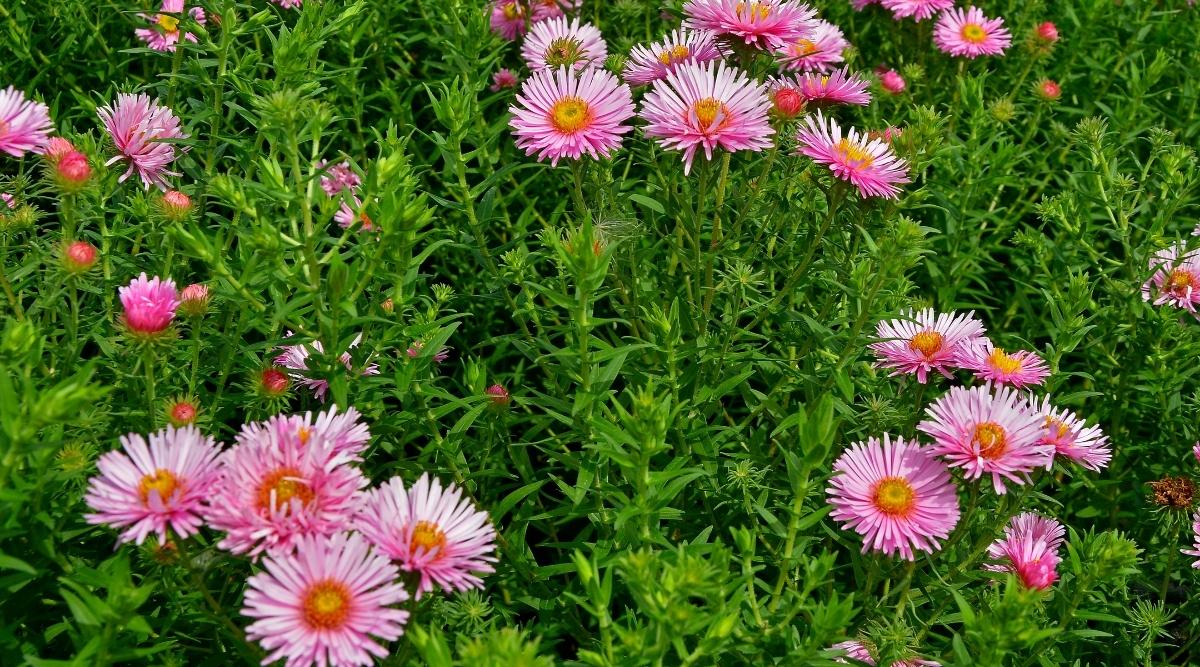 Aster Varieties: 25 Types of Aster Flowers For Your Garden
