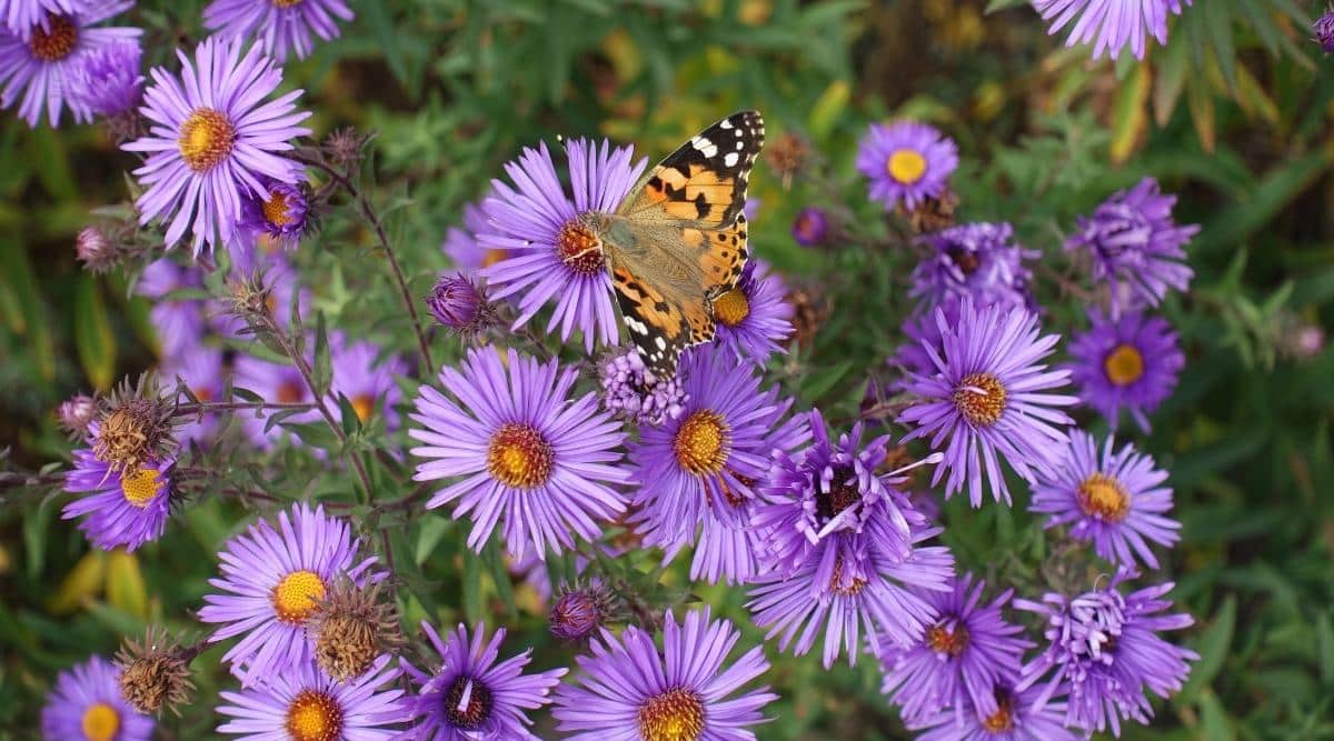 Aster Varieties: 25 Types of Aster Flowers For Your Garden