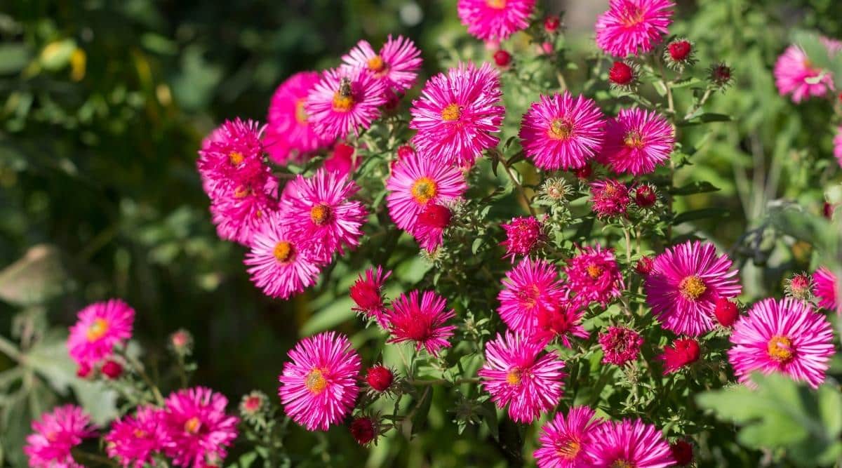 Aster Varieties: 25 Types of Aster Flowers For Your Garden