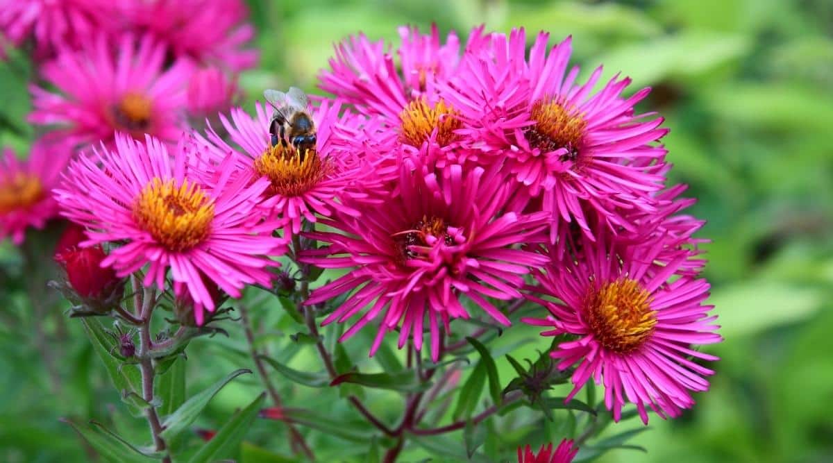 Aster Varieties: 25 Types of Aster Flowers For Your Garden