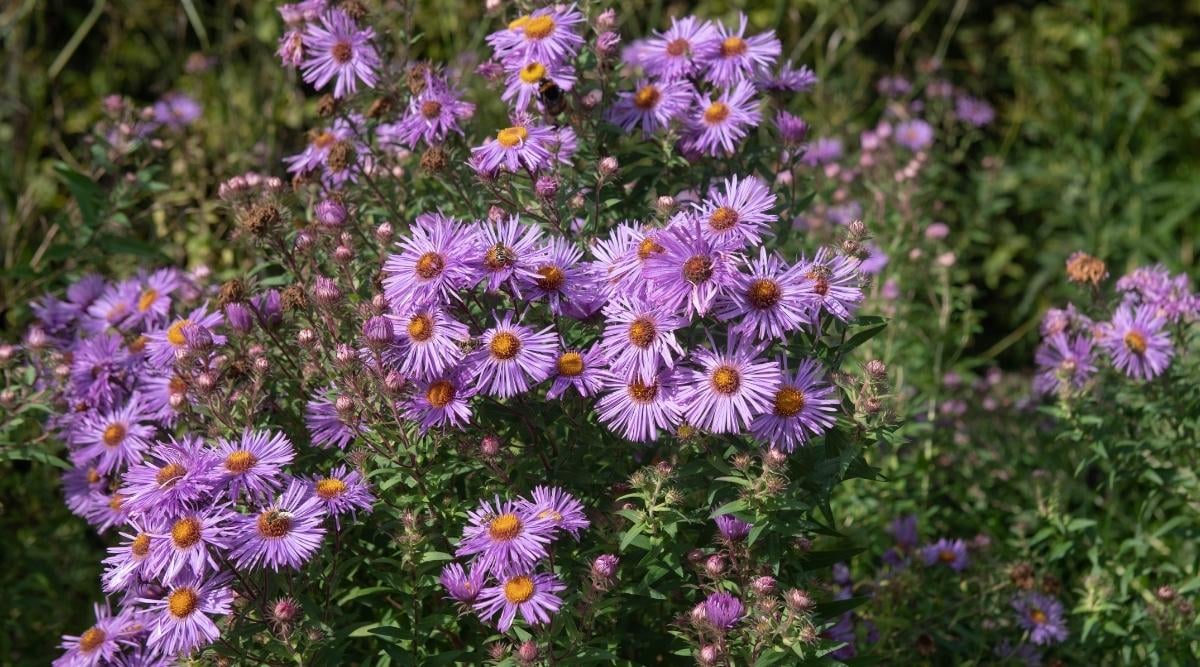 Aster Varieties: 25 Types of Aster Flowers For Your Garden