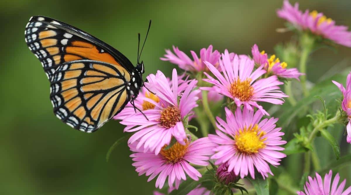 Aster Varieties: 25 Types of Aster Flowers For Your Garden