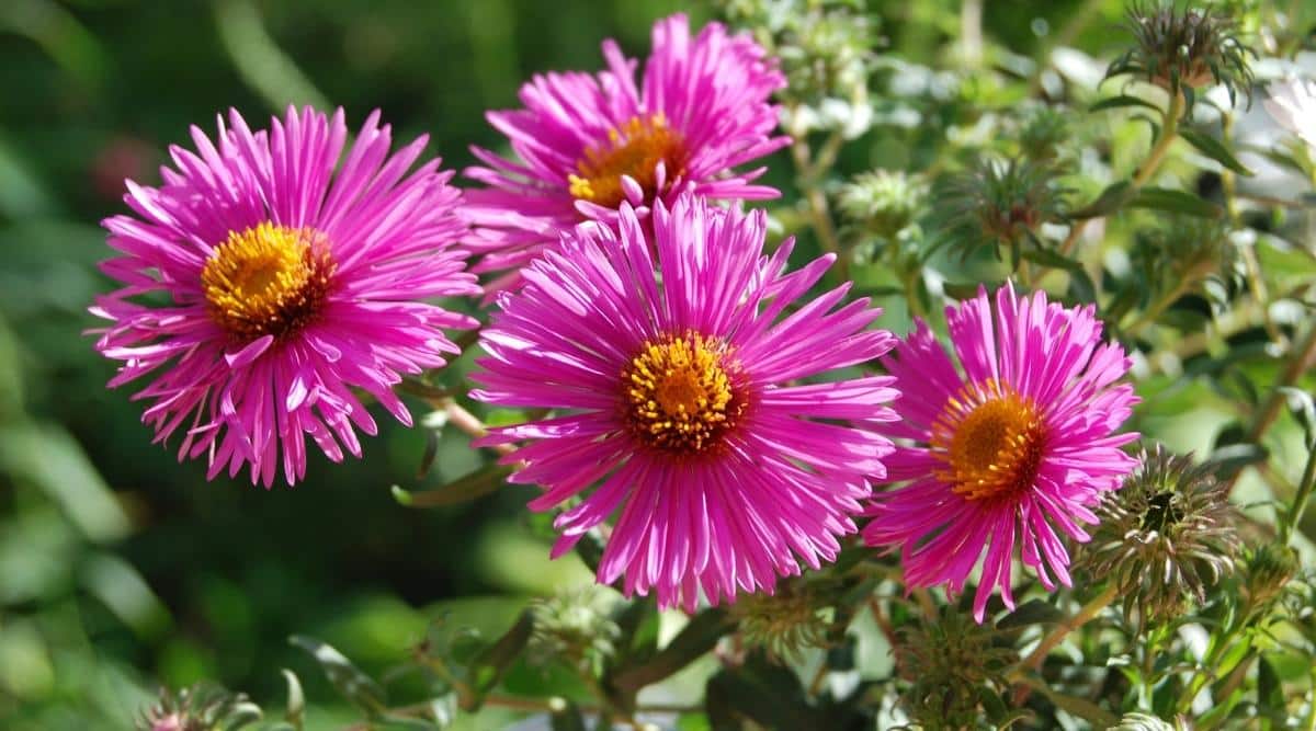 Aster Varieties: 25 Types of Aster Flowers For Your Garden