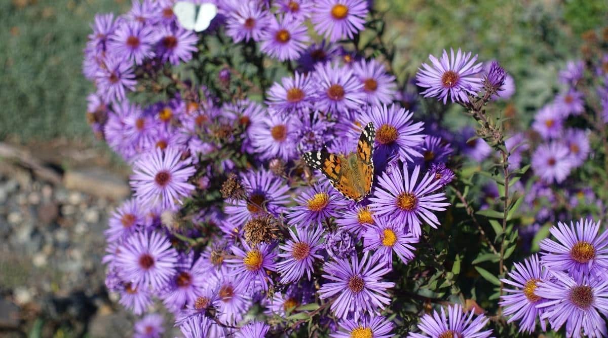 Aster Varieties: 25 Types of Aster Flowers For Your Garden