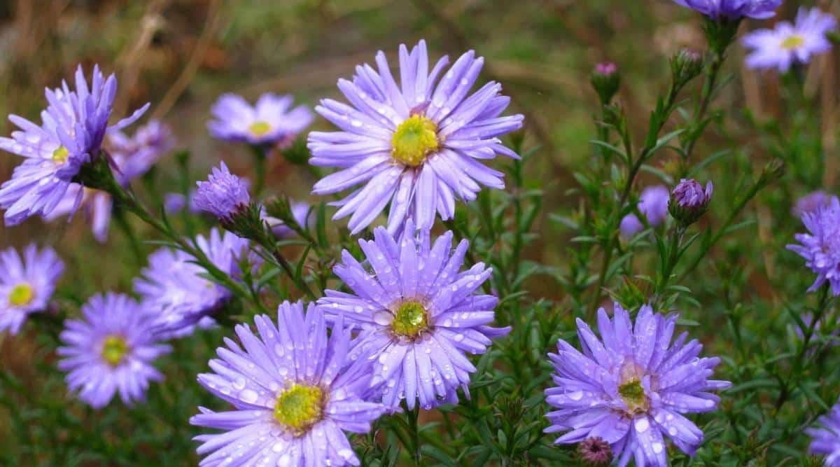 Aster Varieties: 25 Types of Aster Flowers For Your Garden