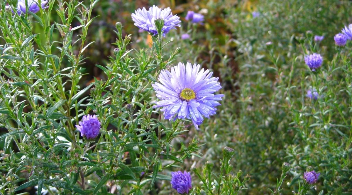 Aster Varieties: 25 Types of Aster Flowers For Your Garden