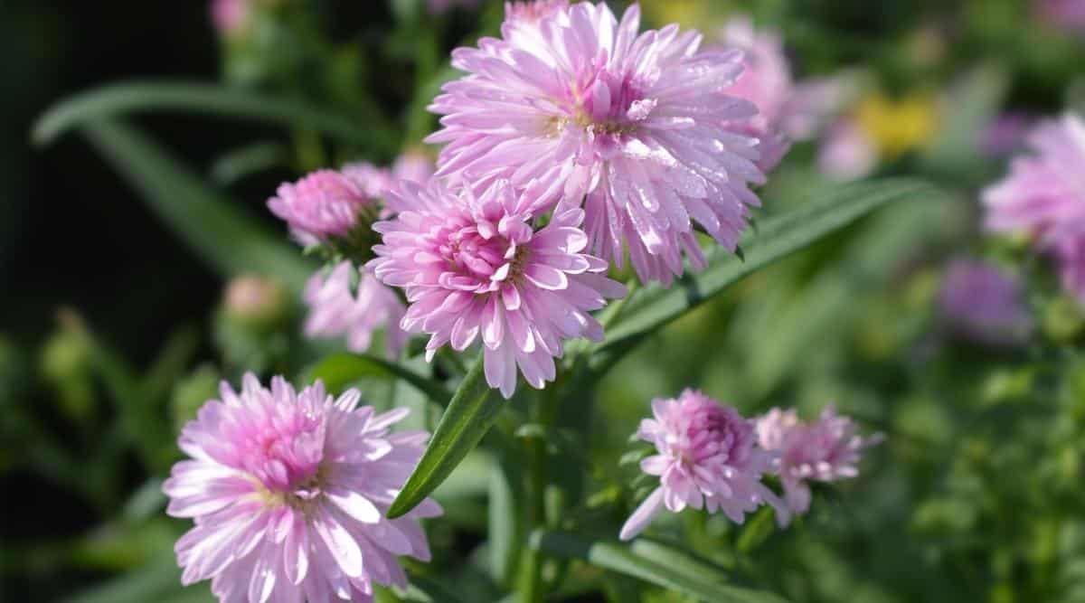 Aster Varieties: 25 Types of Aster Flowers For Your Garden