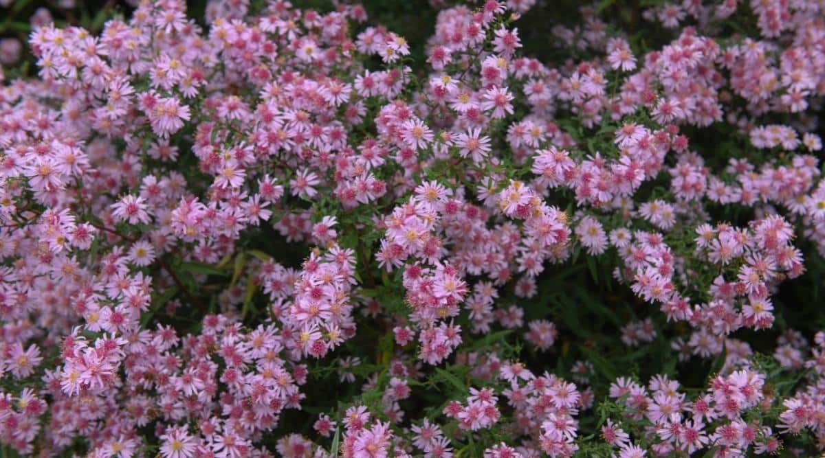 Aster Varieties: 25 Types of Aster Flowers For Your Garden