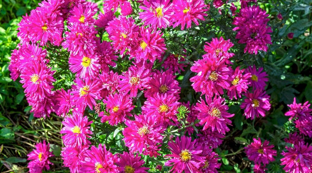 Aster Varieties: 25 Types of Aster Flowers For Your Garden