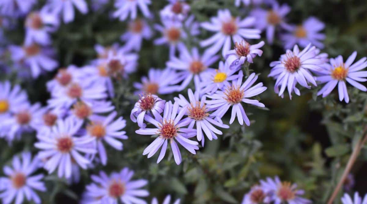 Aster Varieties: 25 Types of Aster Flowers For Your Garden