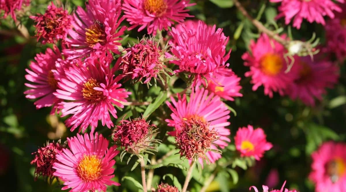 Aster Varieties: 25 Types of Aster Flowers For Your Garden
