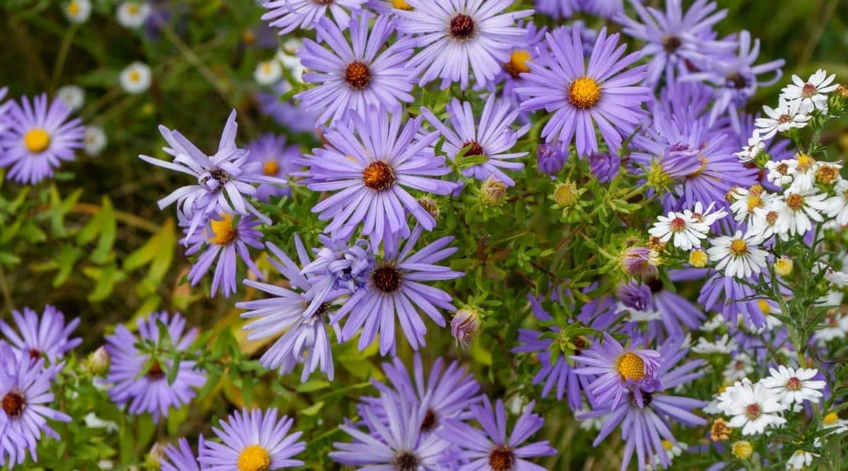 Aster Varieties: 25 Types of Aster Flowers For Your Garden