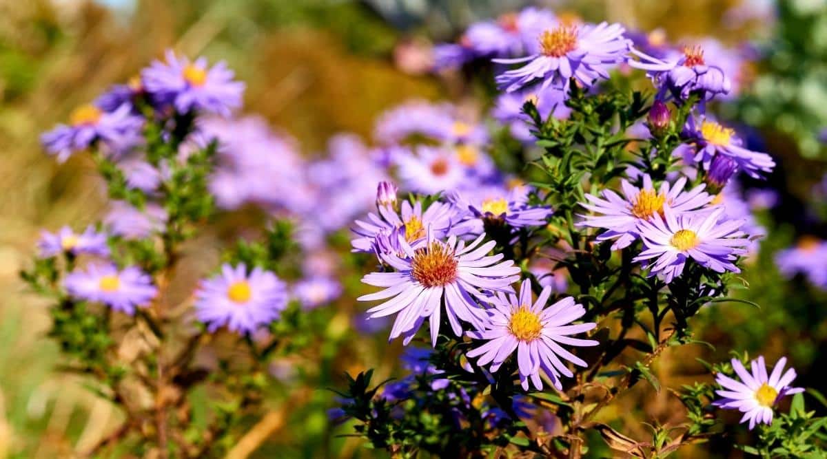Aster Varieties: 25 Types of Aster Flowers For Your Garden