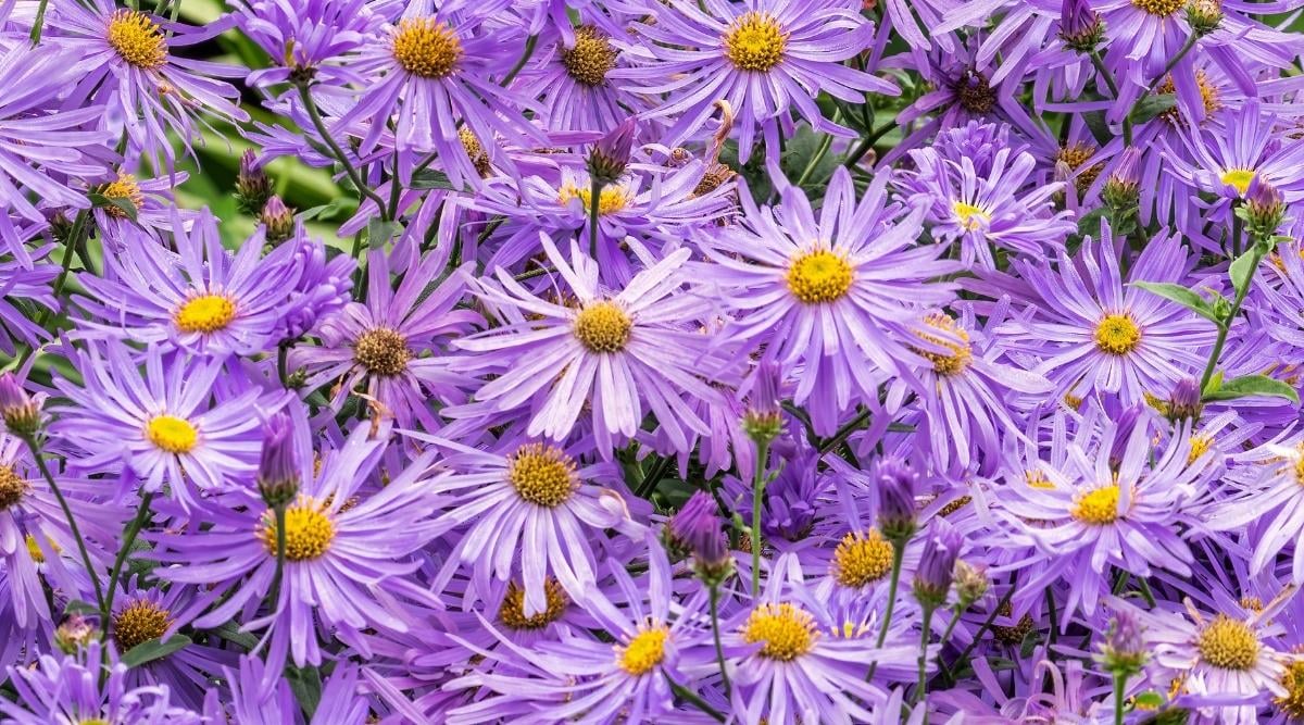 Aster Varieties: 25 Types of Aster Flowers For Your Garden