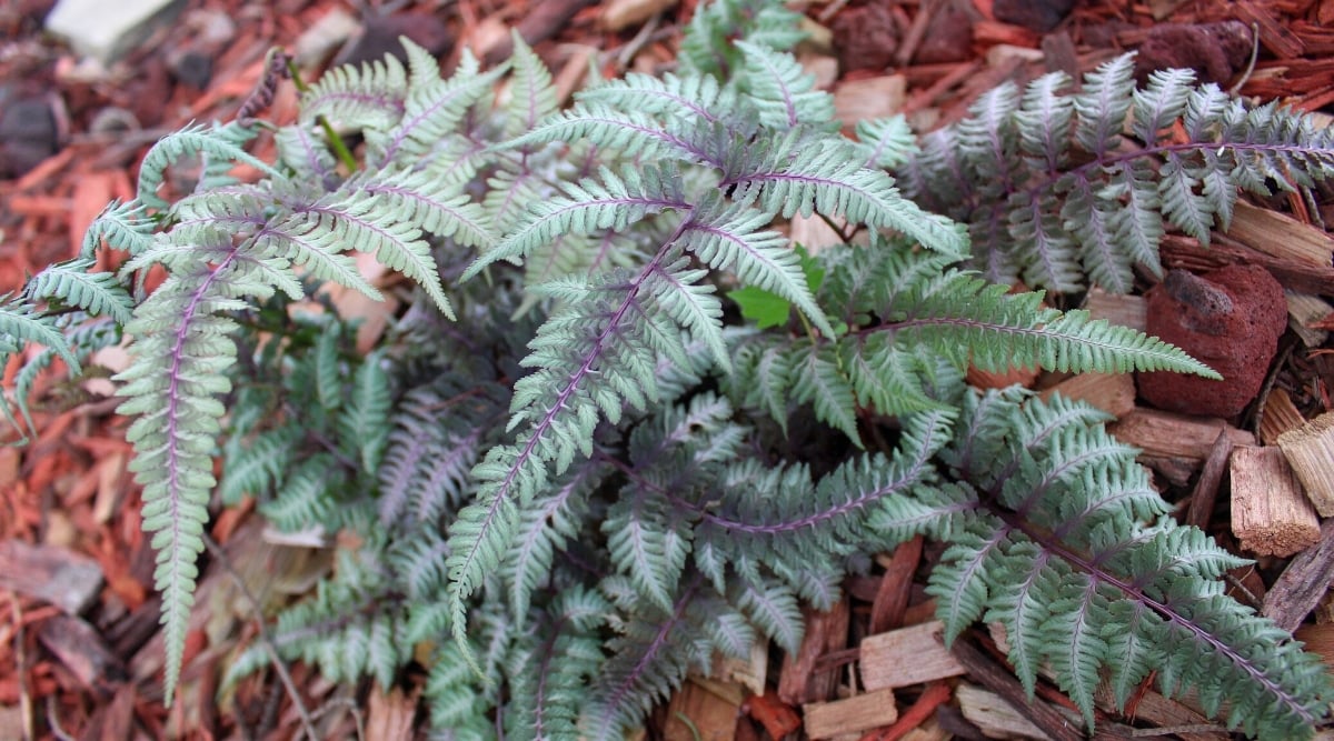 46 Plants With Purple Leaves for Indoor & Outdoor Gardens