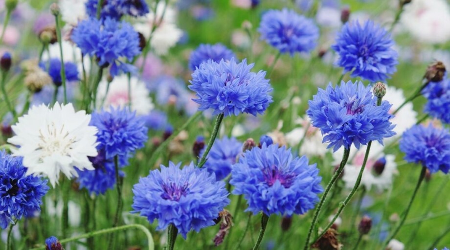 17 Old-Fashioned Flowers for a Garden with Vintage Charm