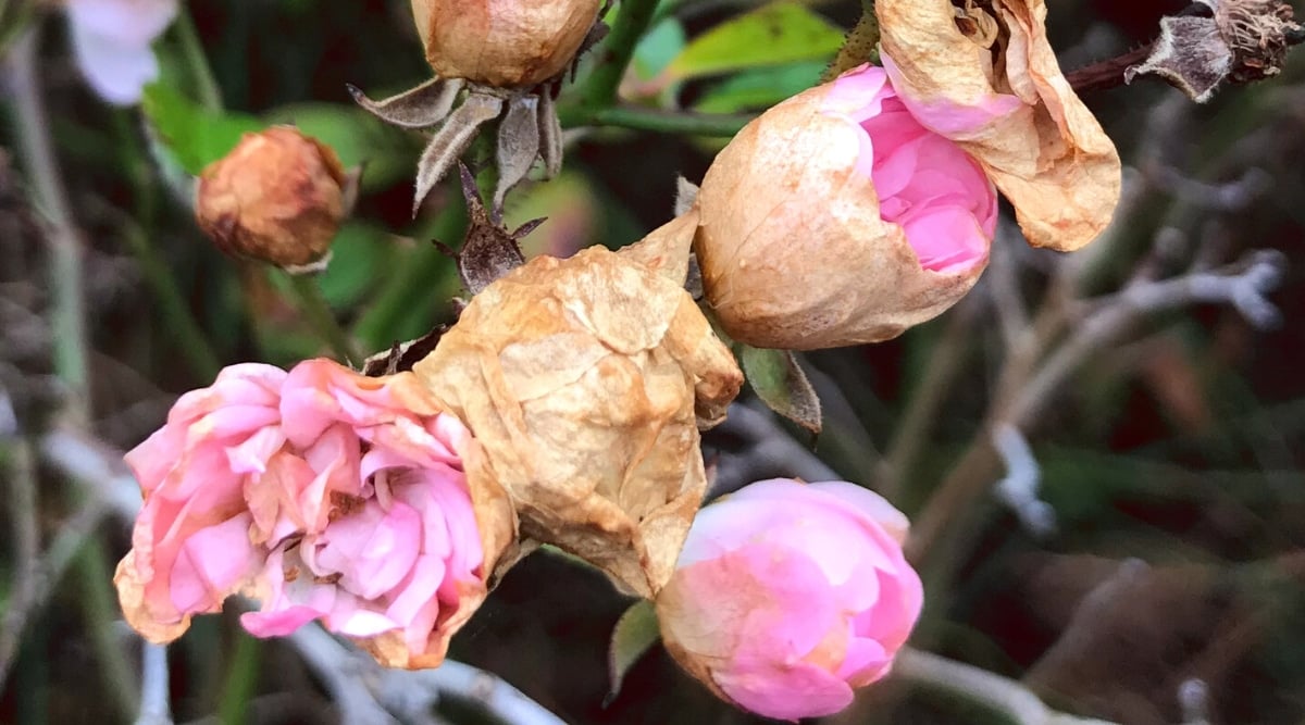 9 Reasons Roses Drop Their Flowers