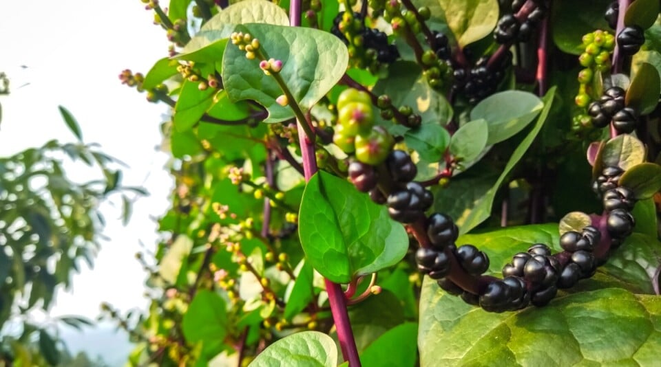 27 Edible Plants to Climb an Arbor or Trellis