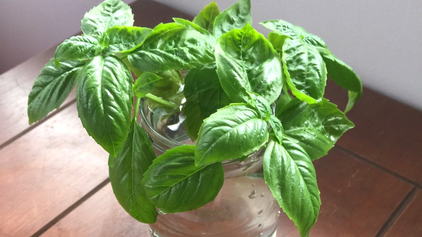 How to Propagate Basil From Leaf Cuttings