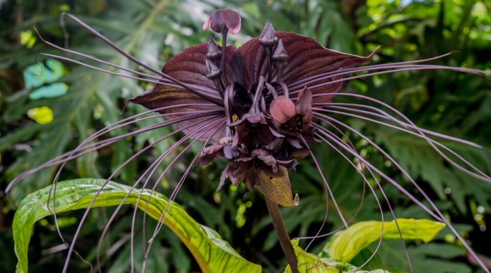 How to Plant, Grow, and Care for Bat Flower