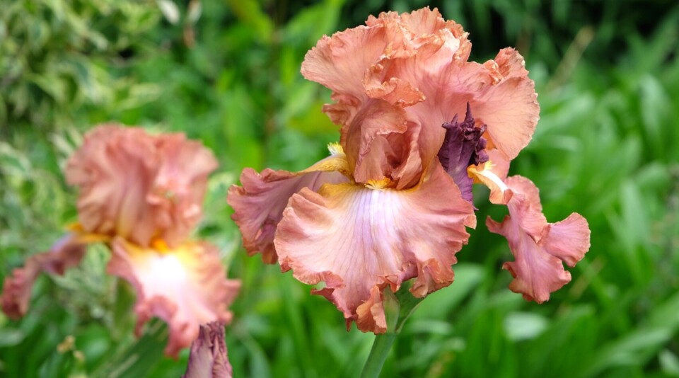 31 Perennials to Divide in Fall