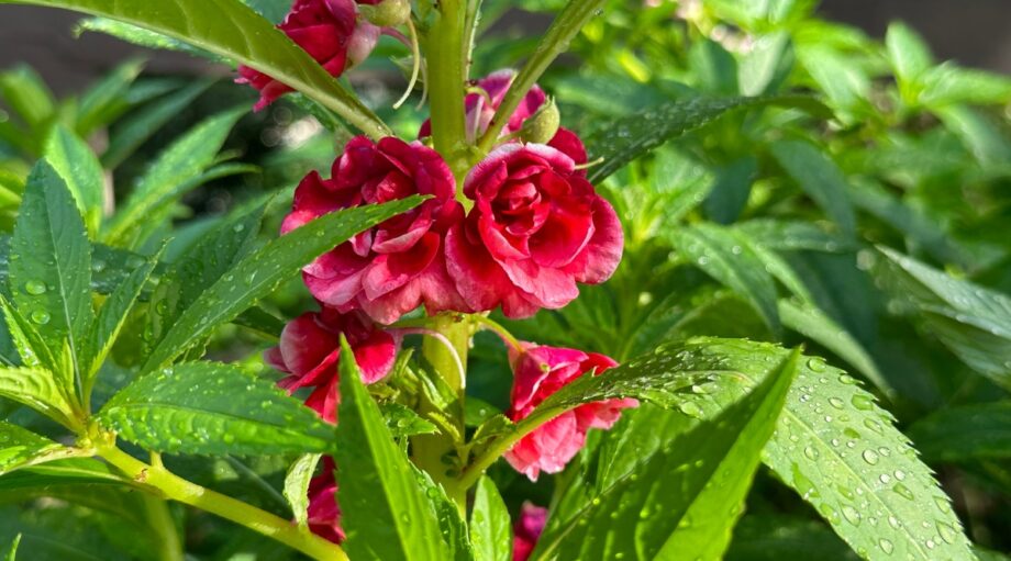 37 Different Impatiens Varieties to Plant This Season