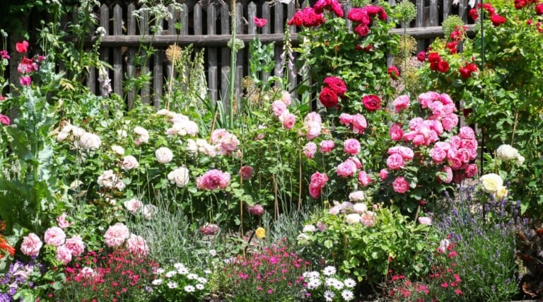 How to Create A Cottage Garden
