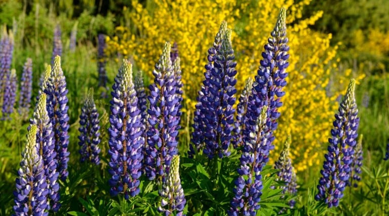 Are Lupines Annual, Biennial, or Perennial Plants?
