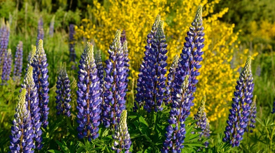 Are Lupines Annual, Biennial, or Perennial Plants?
