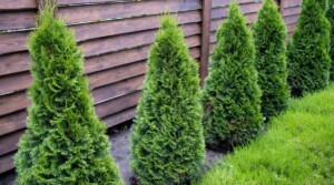 27 Evergreen Shrubs That Look Good Year-Round