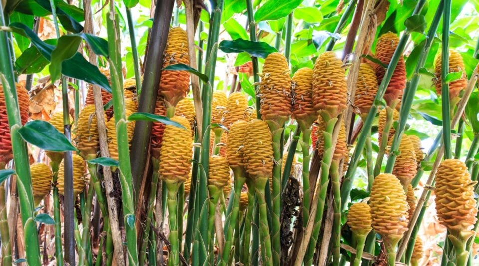13 Varieties of Flowering Ginger for Your Garden