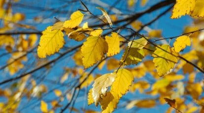 21 Trees With Spectacular Fall Color