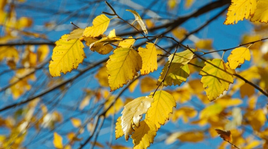 21 Trees With Spectacular Fall Color