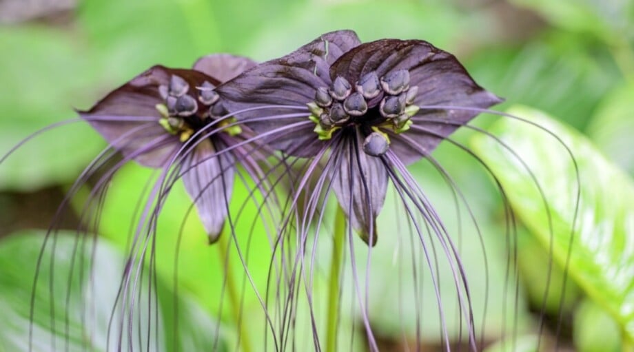 41 Black Flowers and Plants You Can Plant in Your Garden
