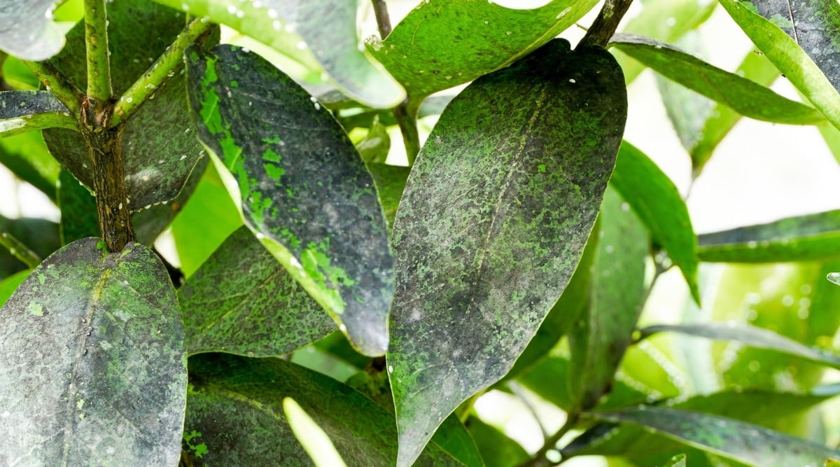 11 Common Problems With Magnolia Trees