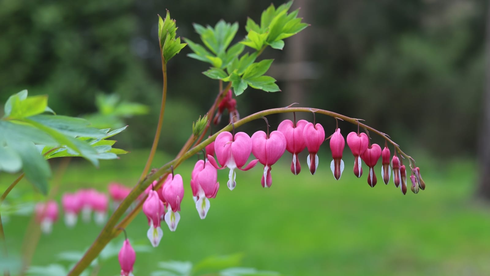 How to Propagate Bleeding Heart in 7 Easy Steps