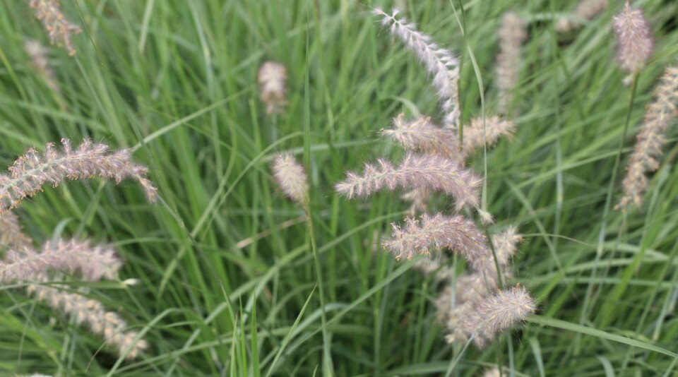 How to Plant, Grow, and Care for Little Bluestem