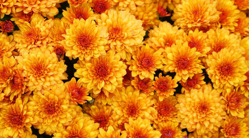 27 Hardy Mum Varieties for Your Fall Garden