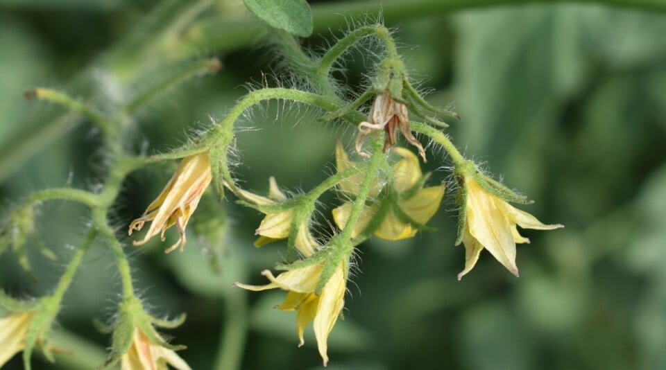 7 Signs You're Underwatering Your Tomatoes
